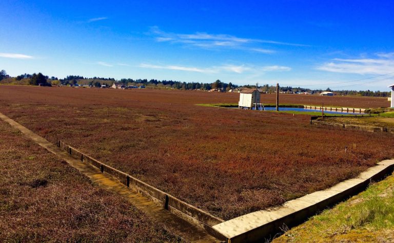 The Furford Cranberry Picker/Pruner: Ingenuity That Revolutionized an ...